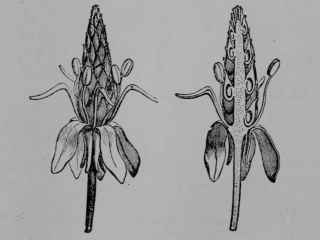 Part 102. The Vegetative Organs Compared - The Crowfoot Family. Part 2