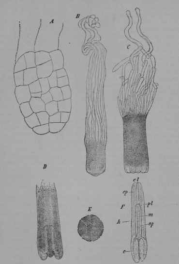 Part 196. Cryptograms And Phenogams - Plant Life-Histories. Part 2
