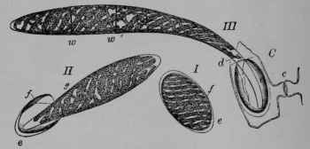 Part 174. The Green Algae - Plant Life-Histories. Part 2