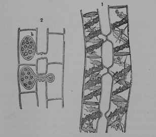 Part 174. The Green Algae - Plant Life-Histories. Part 2