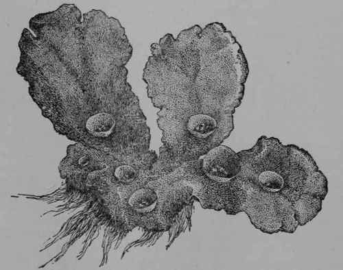 Part 189. The Liverworts Or Hepatics - Plant Life-Histories. Part 3