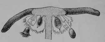 Part 189. The Liverworts Or Hepatics - Plant Life-Histories. Part 2