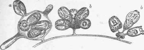 3. Taenia Echinococcus
