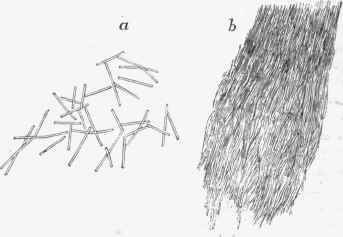9. Bacteria In The Mouth