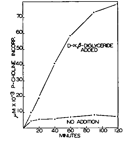 The Function Of Cytidine Coenzymes. Part 5