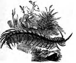 Bites and Stings of Insects