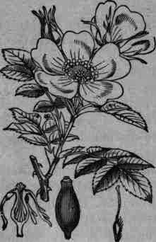 Rosa Gallica. Red Rose. Part 2