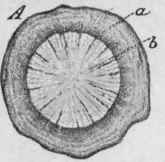 Senega Root (Radix Senegas)