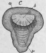 Senega Root (Radix Senegas)