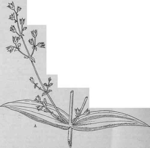 Chiretta (Chirata, Herba Chirettae)