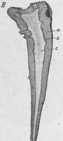 Aconite Root (Radix Aconiti)