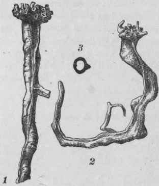Senega Root (Radix Senegas)