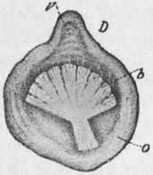Senega Root (Radix Senegas)