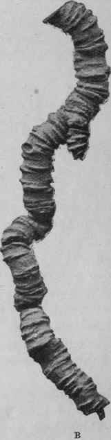 Ipecacuanha Root (Radix Ipecacuanhae)