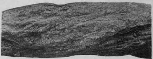 Scammony Root (Radix Scammoniae)