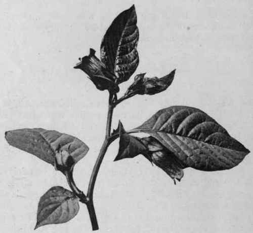 Belladonna Leaves (Folia Belladonnae)