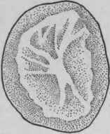 Vegetable Cells Plant-Structure