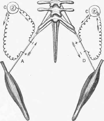 Irritability Of Nerve Fibres