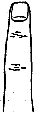 Chapter III. The Fingers - Length To One Another The Smooth And The Knotty