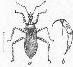 Potato Bug