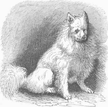 Dog,