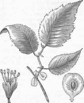 Elm