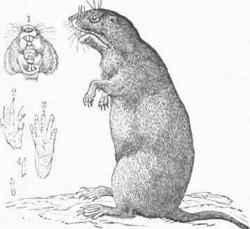 Gopher