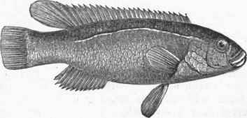 Perch