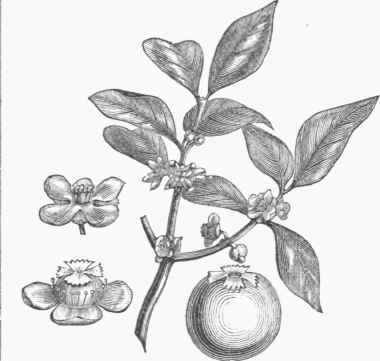 Gamboge, Or Camboge